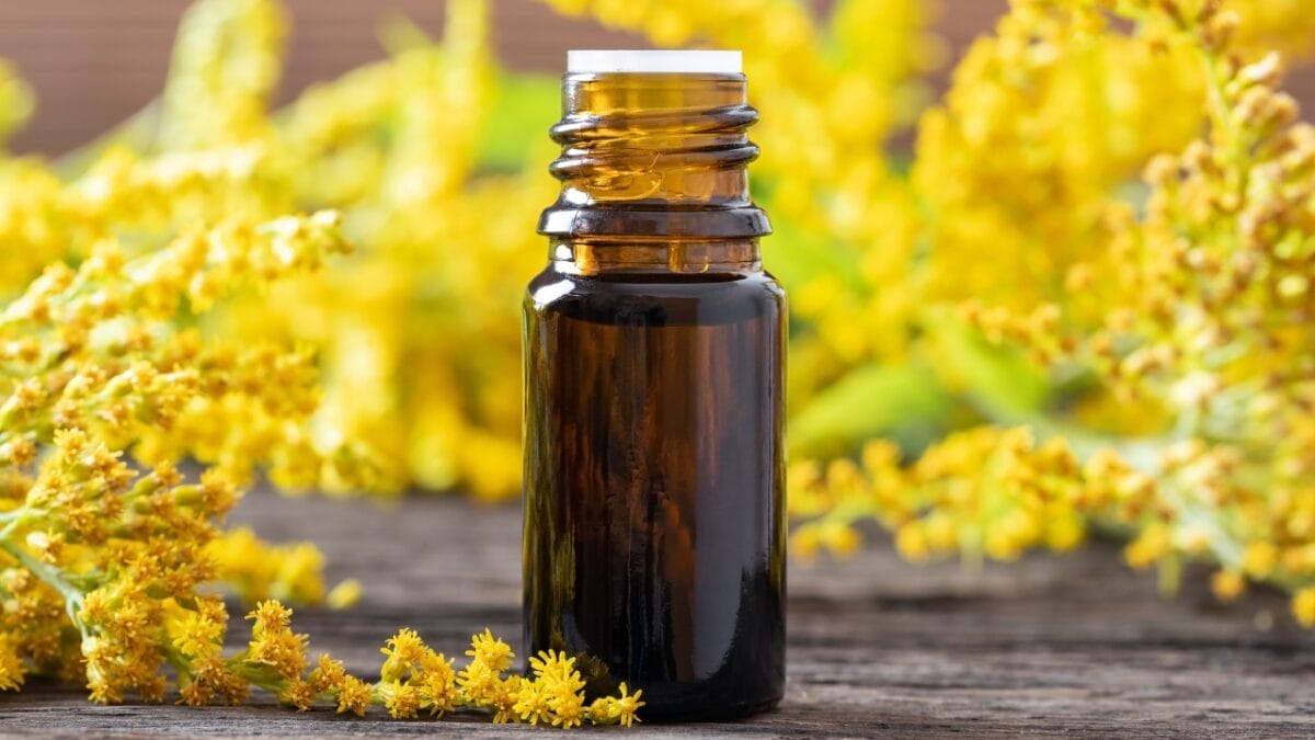 Goldenrod: The Wild Native Medicine In Your Backyard