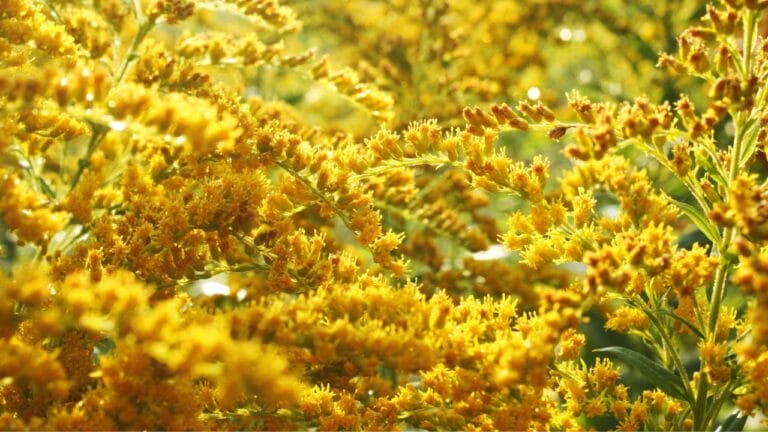 Goldenrod: The Wild Native Medicine In Your Backyard