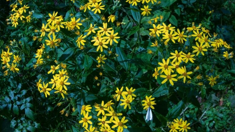 15 Plants That Thrive in LECA & Semi-Hydroponics