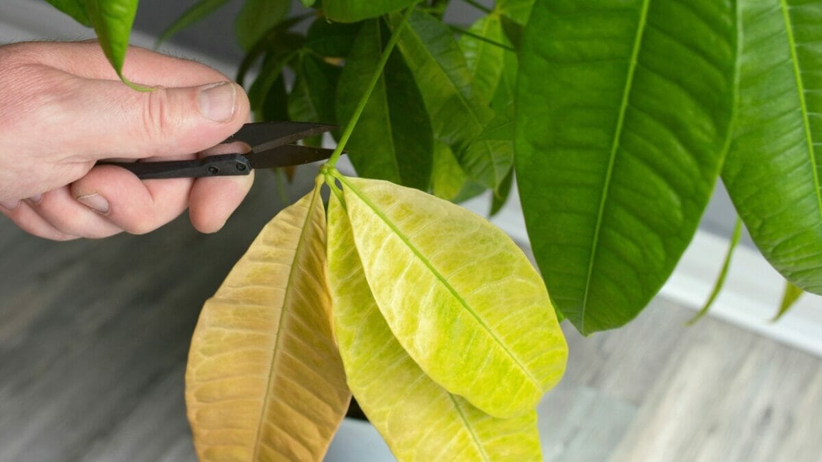 Why Do Money Tree Leaves Turn Yellow? 6 Causes & Solutions