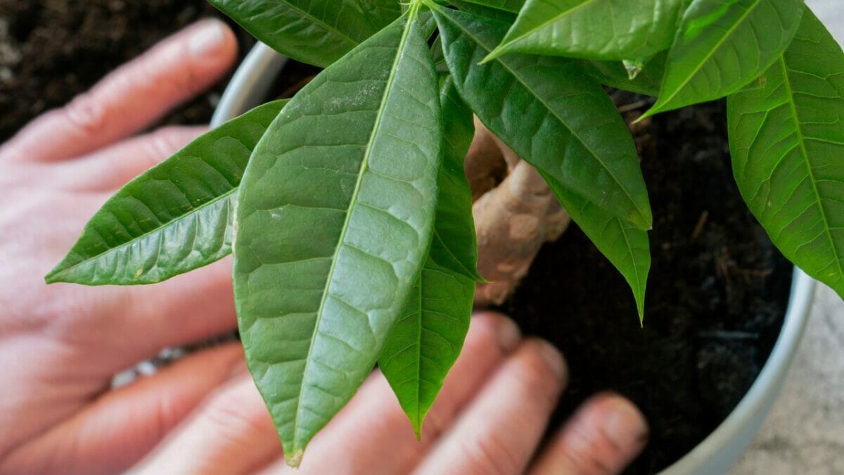 4 Reasons for Repotting Money Tree & Best Method