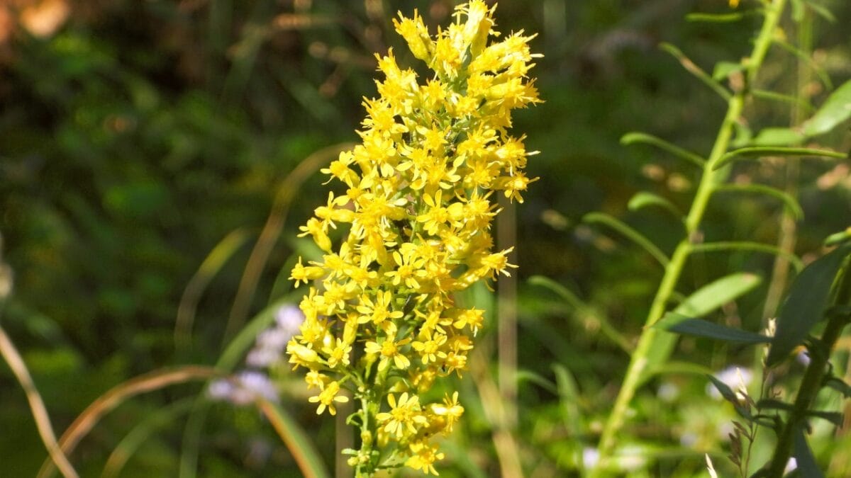 Goldenrod: The Wild Native Medicine In Your Backyard