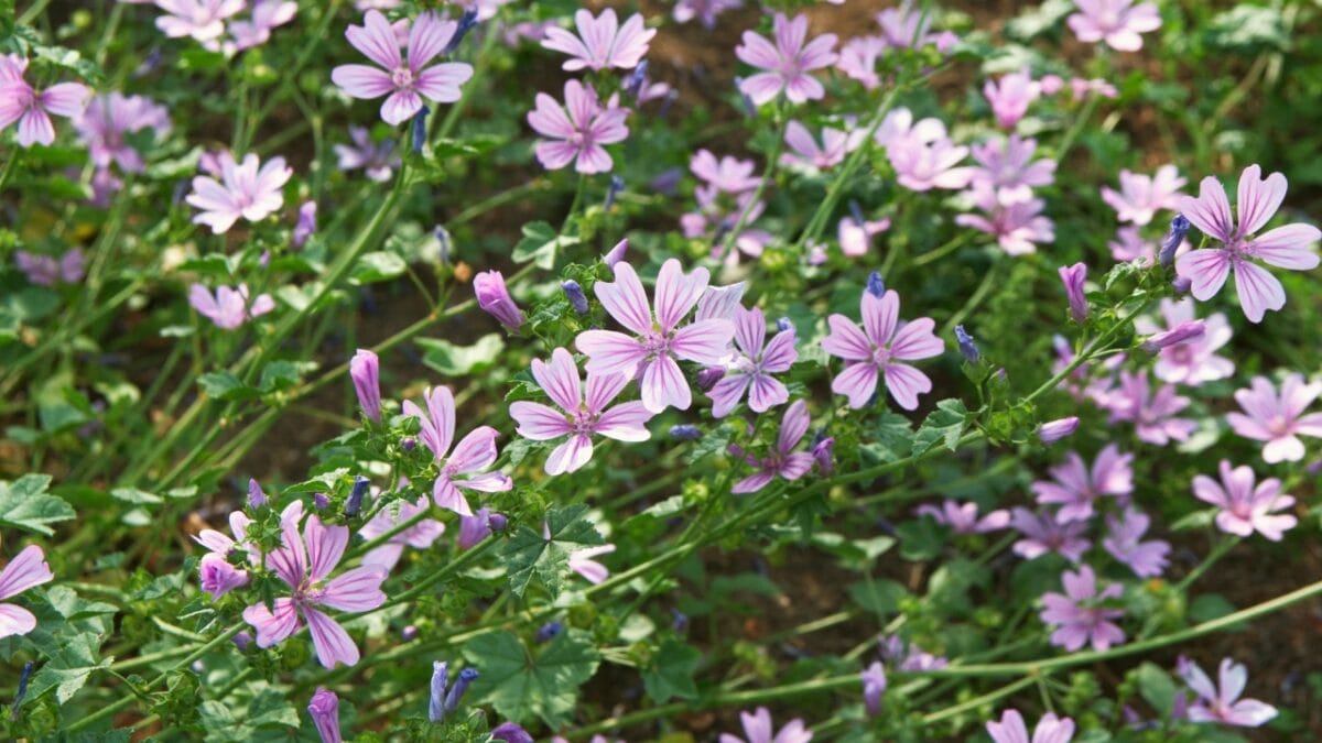 The Overlooked Edible: Bringing Mallow from Garden to Table