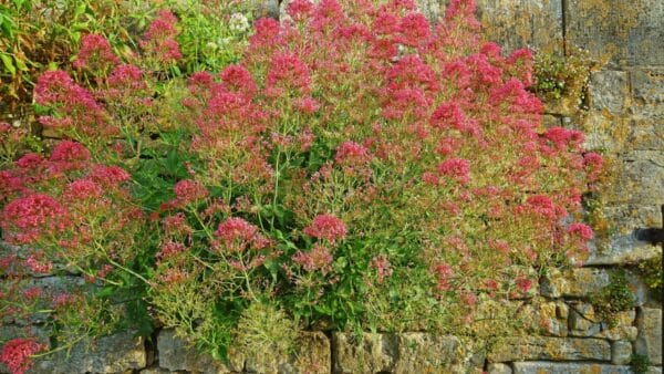 15 Beautiful but Smelly Plants That Could Be Stinking Up Your Yard