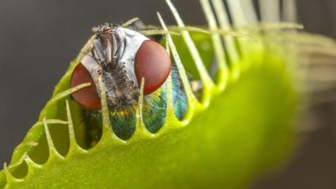 Mastering Venus Flytrap Feeding Essential Do S Don Ts