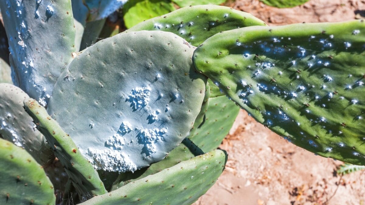 From Cacti to Crisis: The Remarkable Red Dye Made from Bugs