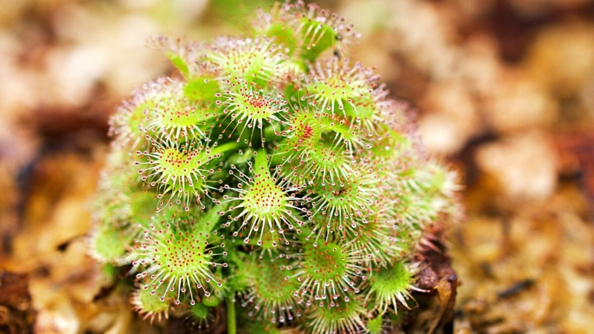 Glistening Dew to Deadly Trap: The Remarkable Sundew Plant