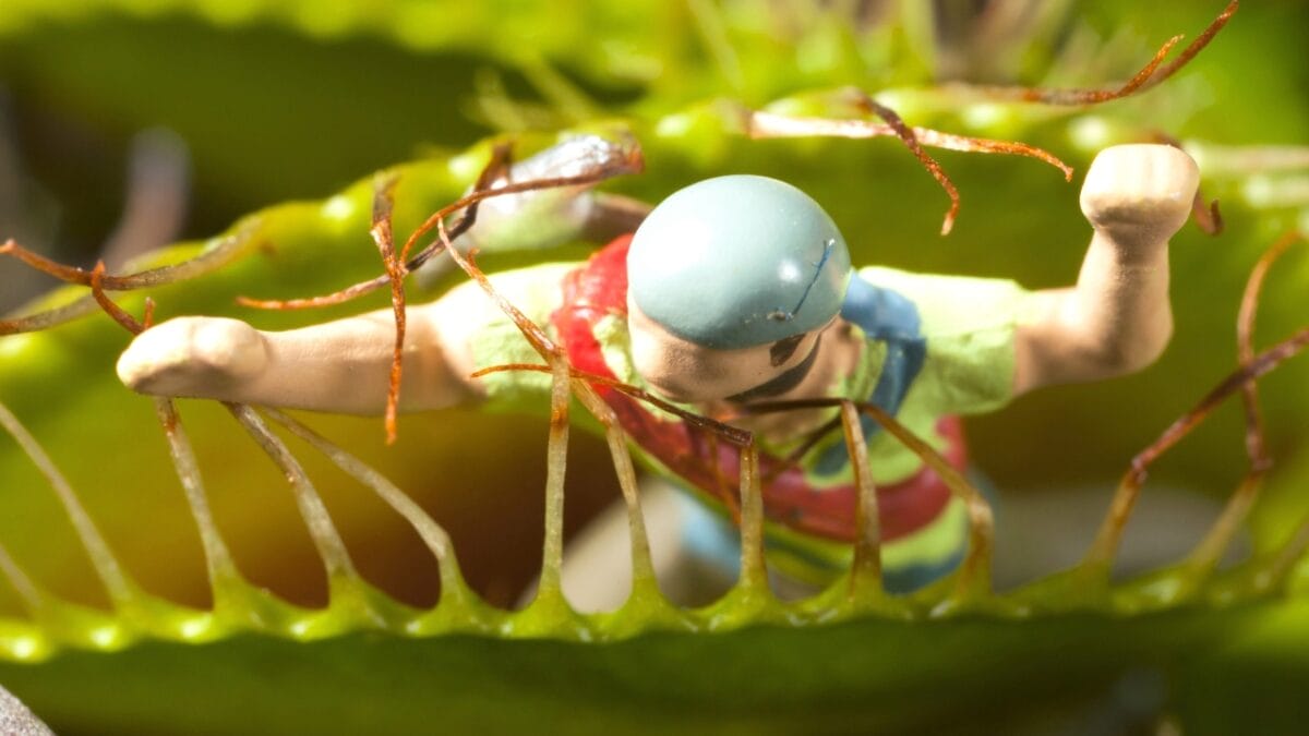 Mastering Venus Flytrap Feeding Essential Do S Don Ts