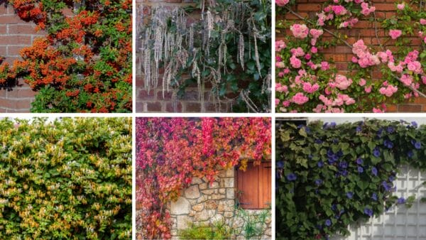 Breathe Life Into Bare Walls with these 21 Climbing Plants
