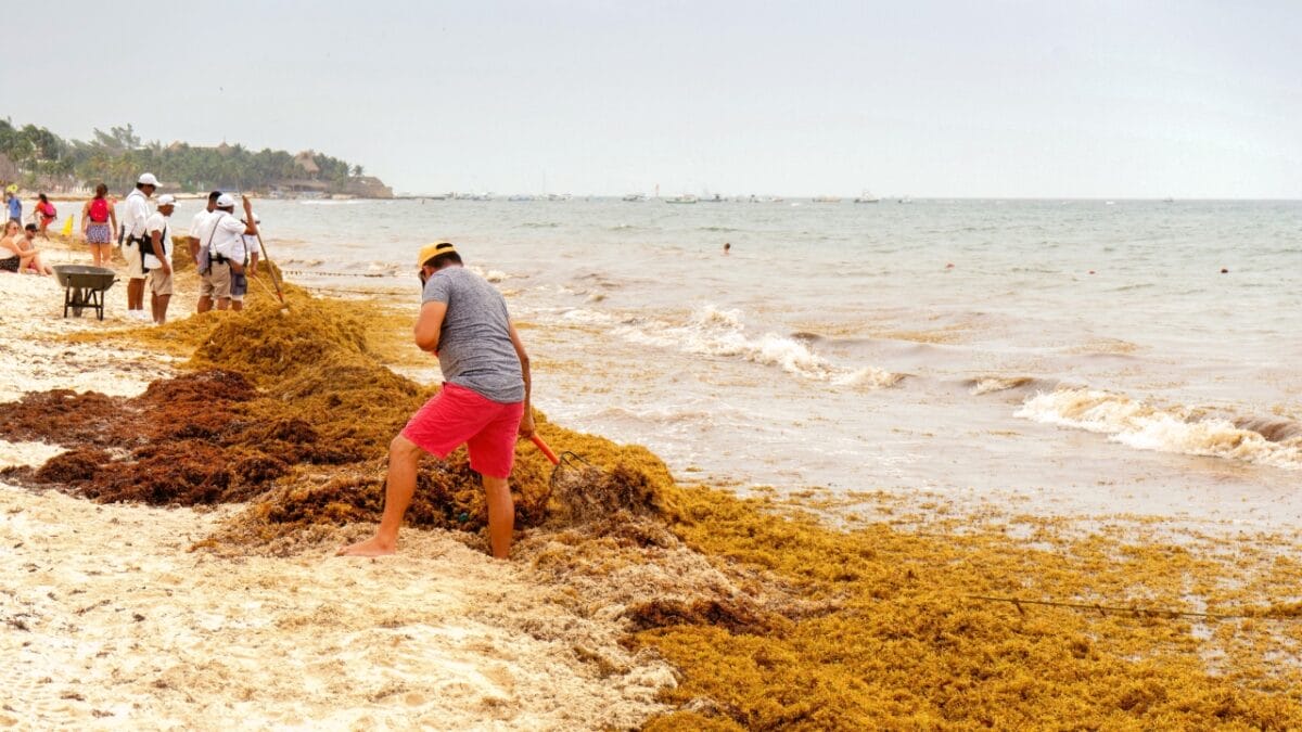 Innovative Hurricane-Proof Houses Made from Invasive Seaweed