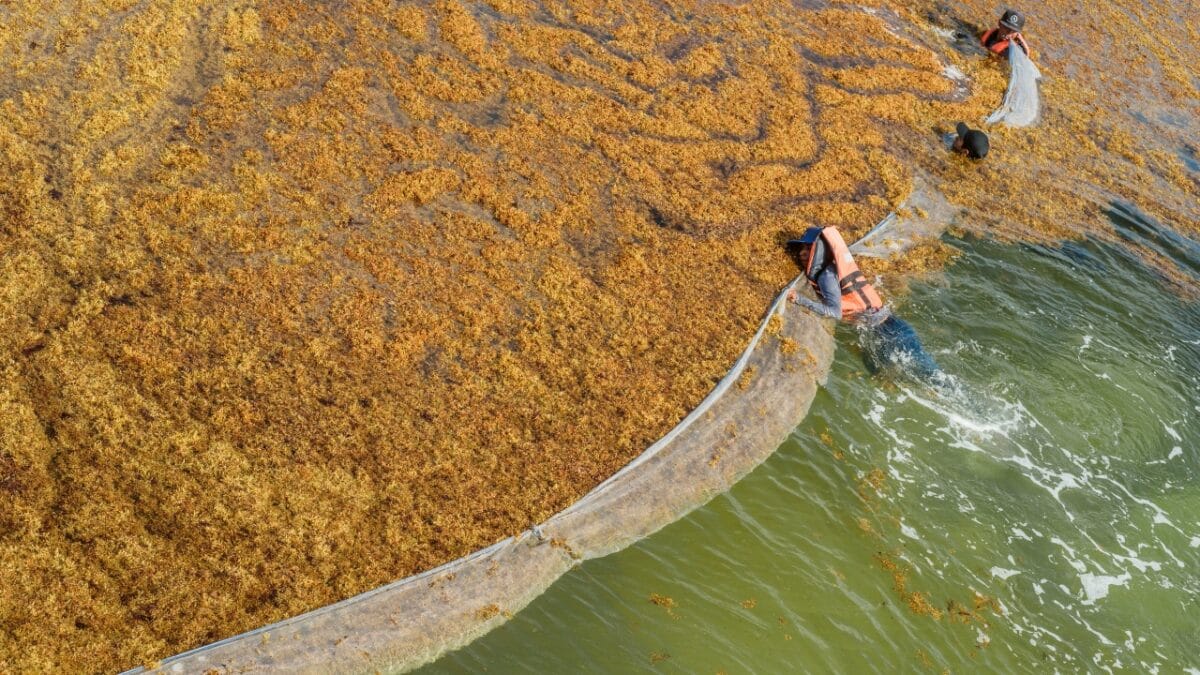 Innovative Hurricane-Proof Houses Made from Invasive Seaweed