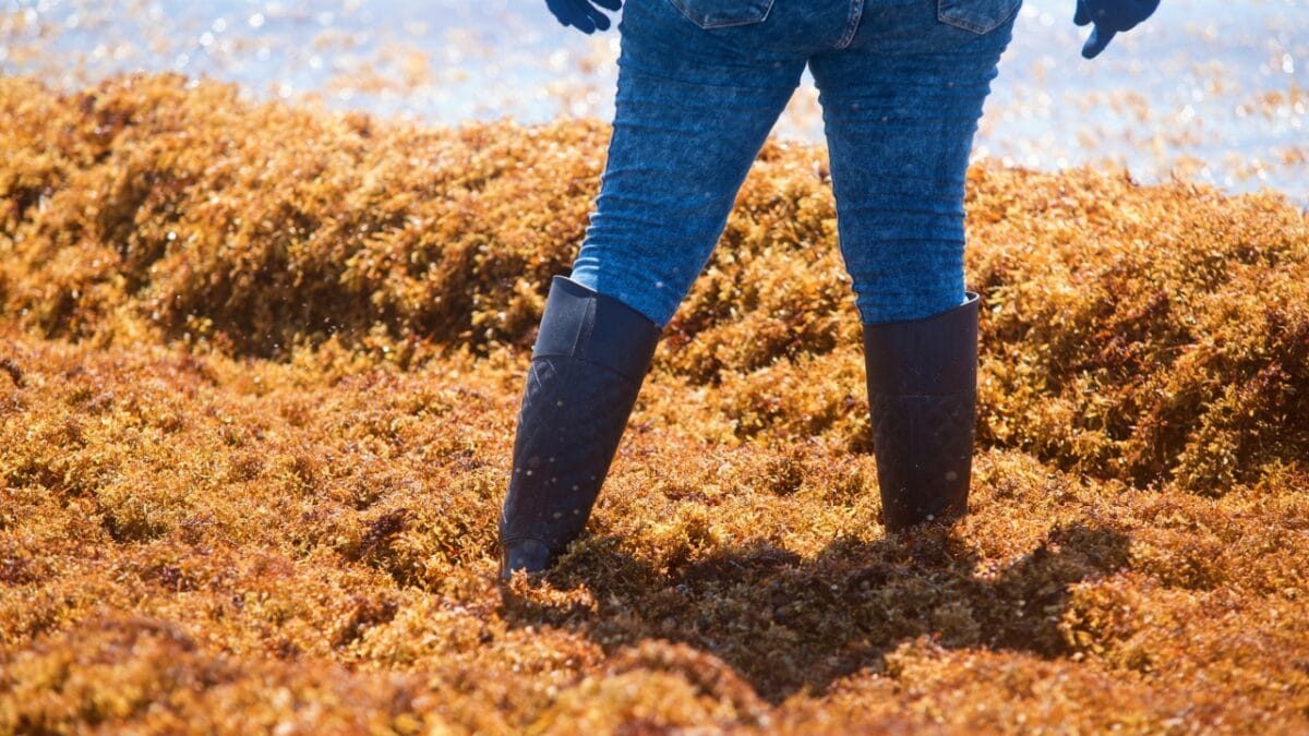 Innovative Hurricane-Proof Houses Made from Invasive Seaweed