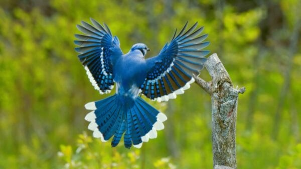 Wings of Wisdom: 12 Common Birds & Their Symbolism