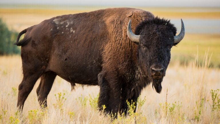 The 15 Most Dangerous Animals in North America
