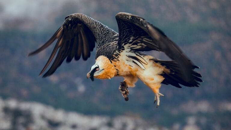15 Fierce Birds of Prey That Rule the Skies