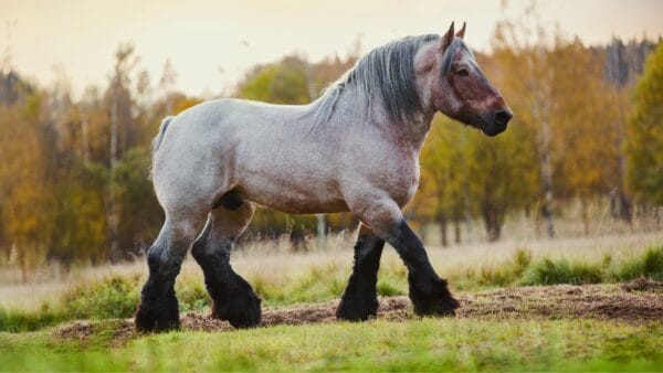 The 15 Strongest Horse Breeds & Their Remarkable Abilities