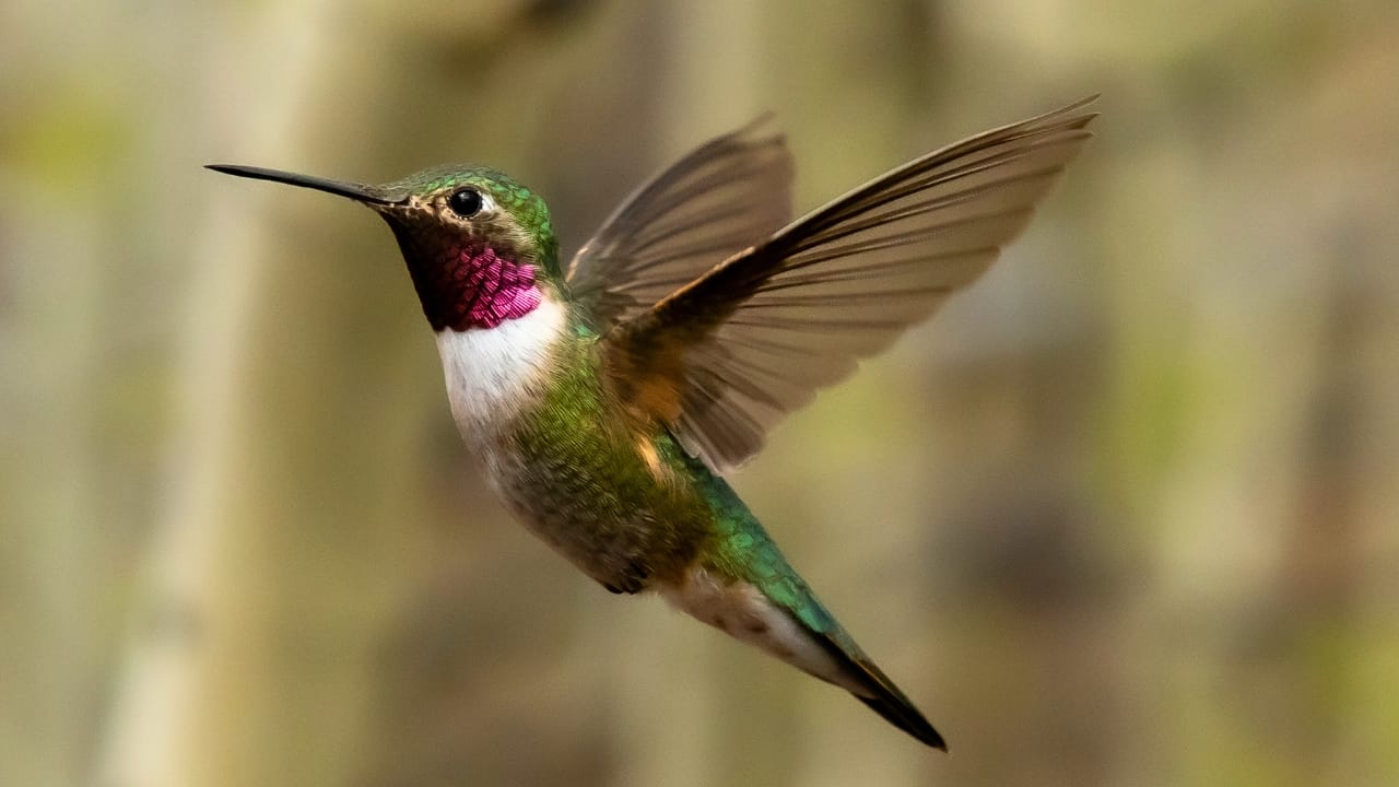 6 Hummingbird Facts Most People Don't Know