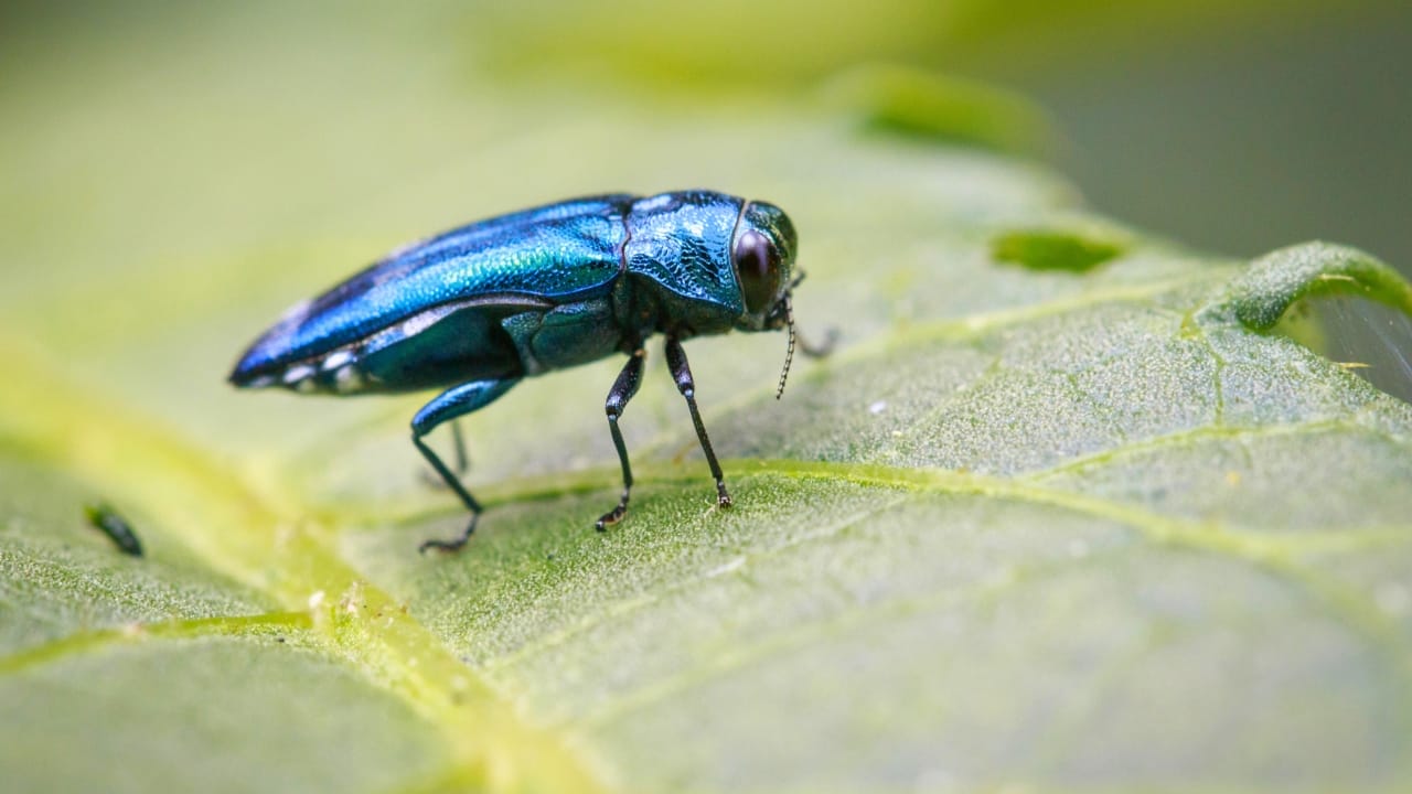 America’s 12 Most Destructive Invasive Species Taking Over Ecosystems
