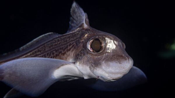 10 Creepy Deep Sea Creatures You Never Knew Existed