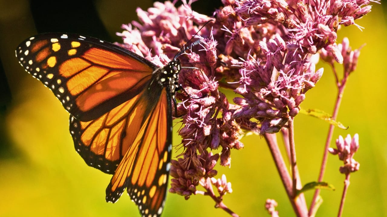 15 Flowering Plants You Should Never Deadhead