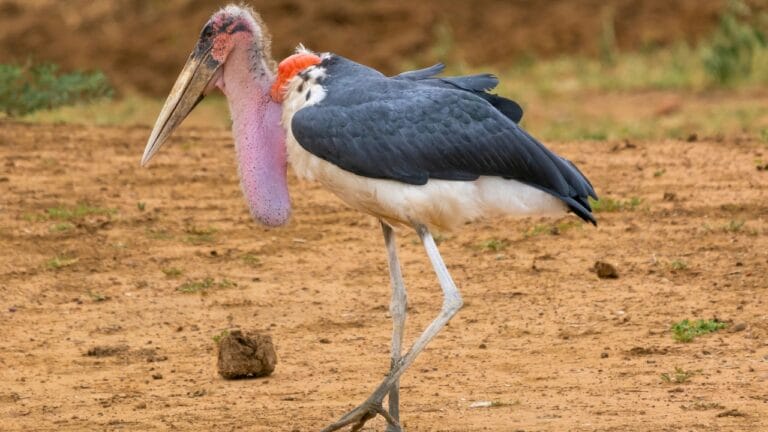 The World's 11 Largest Flying Birds: Majestic, Endangered & Making a ...