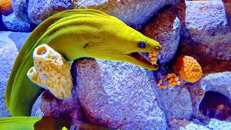 9 Animals That Can Remarkably Change Their Gender