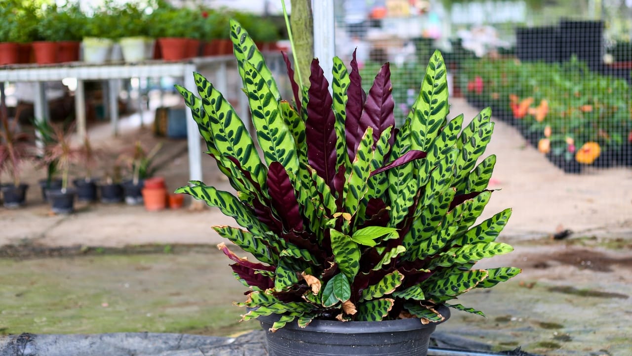 Grow & Care for Rattlesnake Calathea Plants Like a Pro
