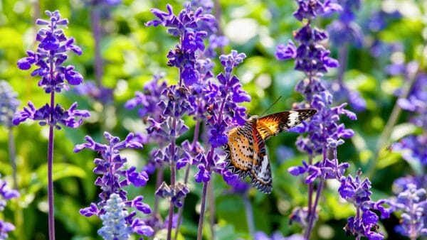 15 Bee-Friendly Ground Covers to Attract Pollinators & Hummingbirds