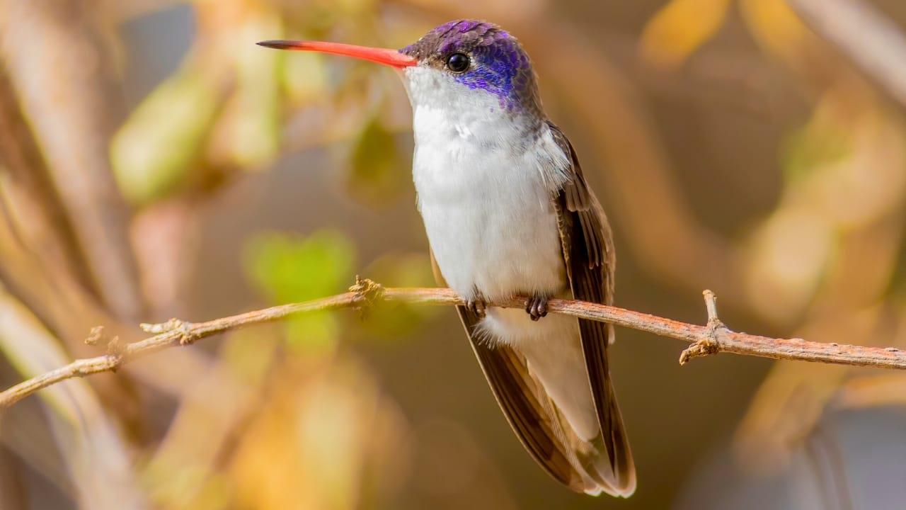Hummingbirds See Colors Humans Can't Even Imagine