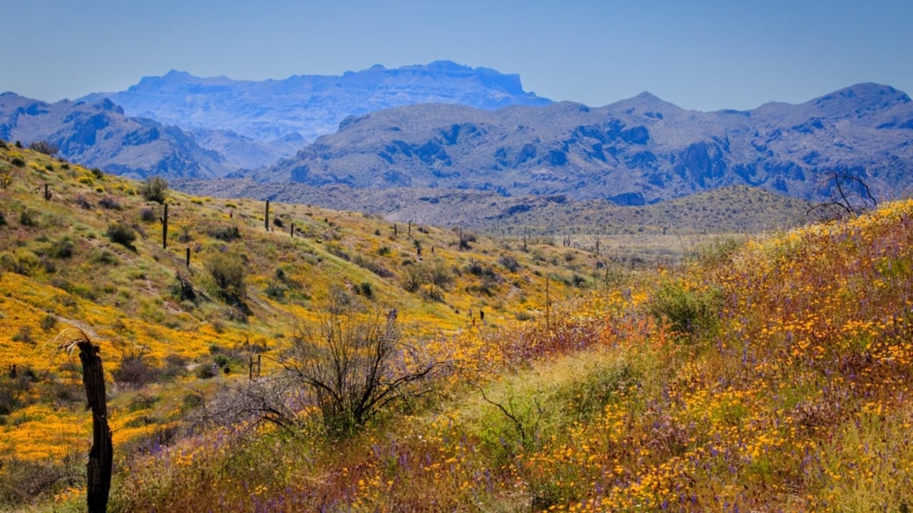 9 American Bison Hotspots Where the Roam Isn't So Rare