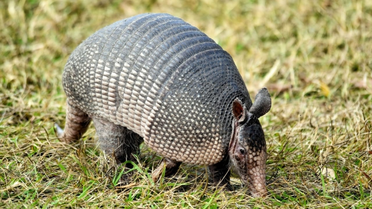 19 of the World's Weirdest Animals