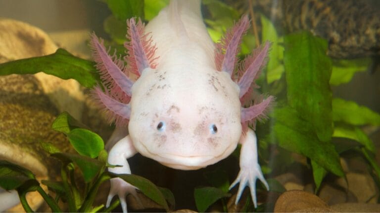 19 of the World's Weirdest Animals