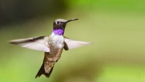 10 Ways to Identify a Black-Chinned Hummingbird