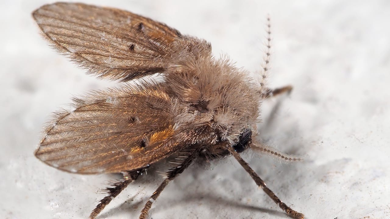 5 Steps to Instantly Get Rid of Drain Flies Permanently