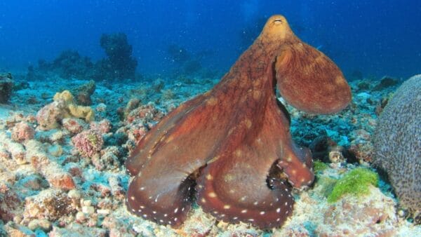 19 of the World's Weirdest Animals