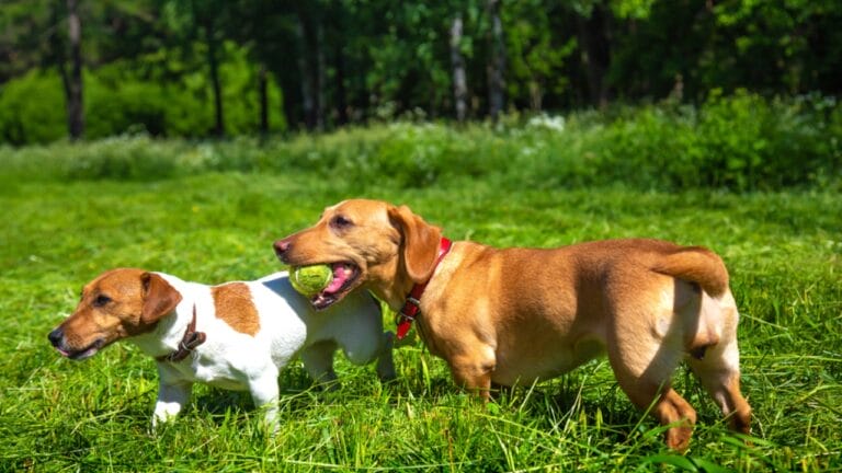 11 Facts About Dachshunds That Will Surprise You