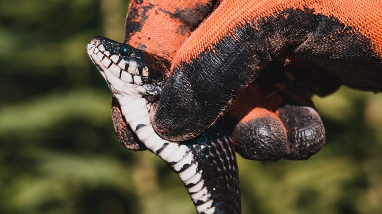 7 Scents That Irresistibly Attract Snakes to Your Yard