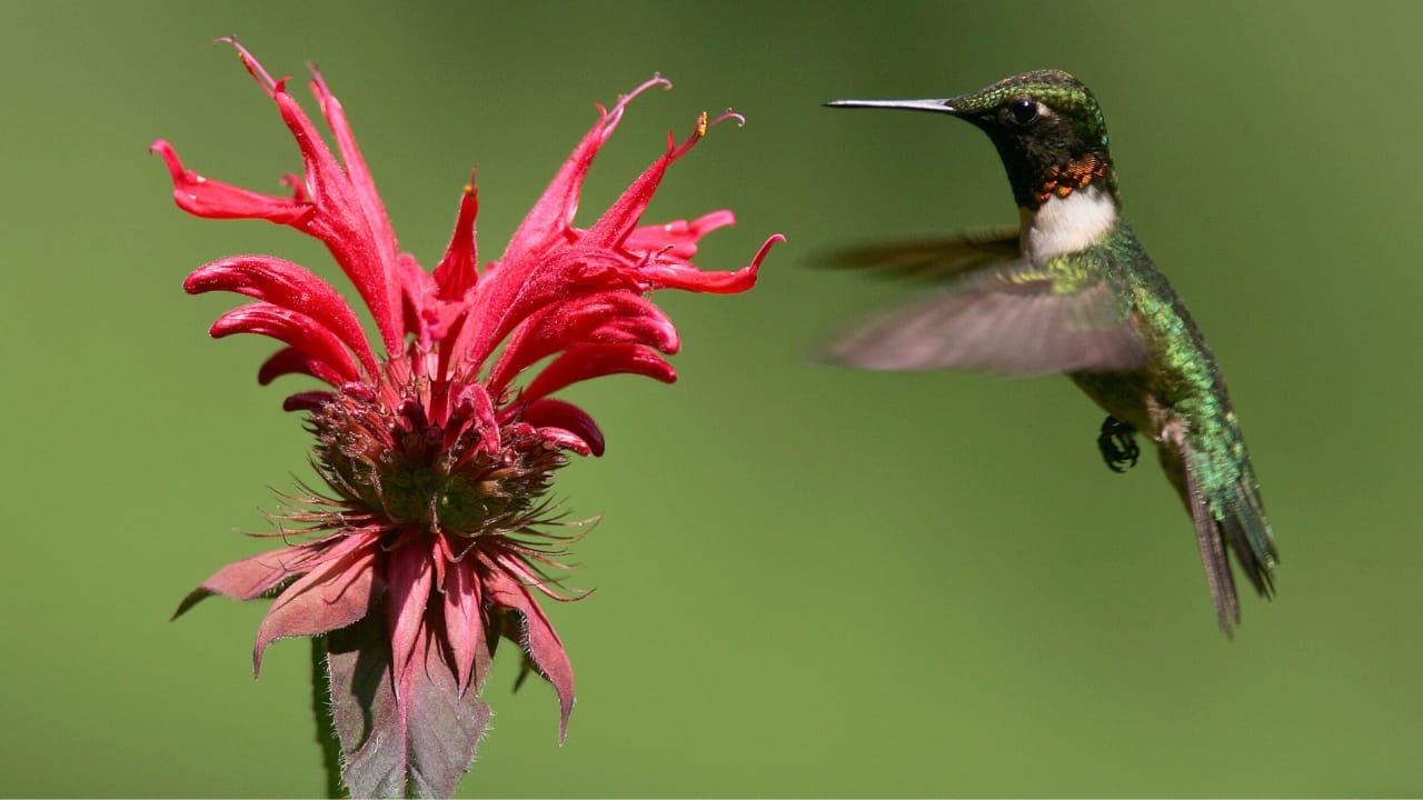 Meet the Bee Hummingbird: The Tiny Avian Marvel of Cuba