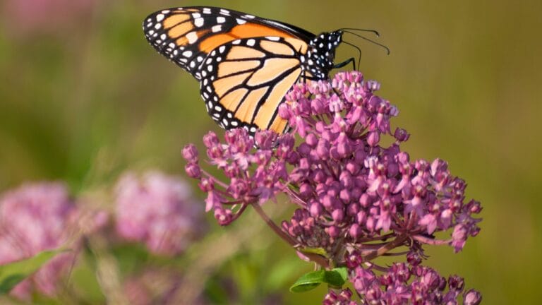 13 Plants That Attract Monarch Butterflies