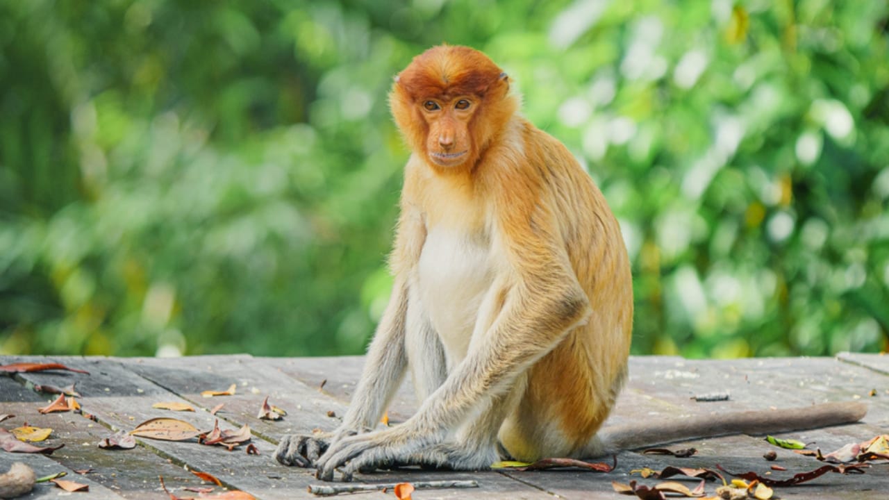 19 of the World's Weirdest Animals