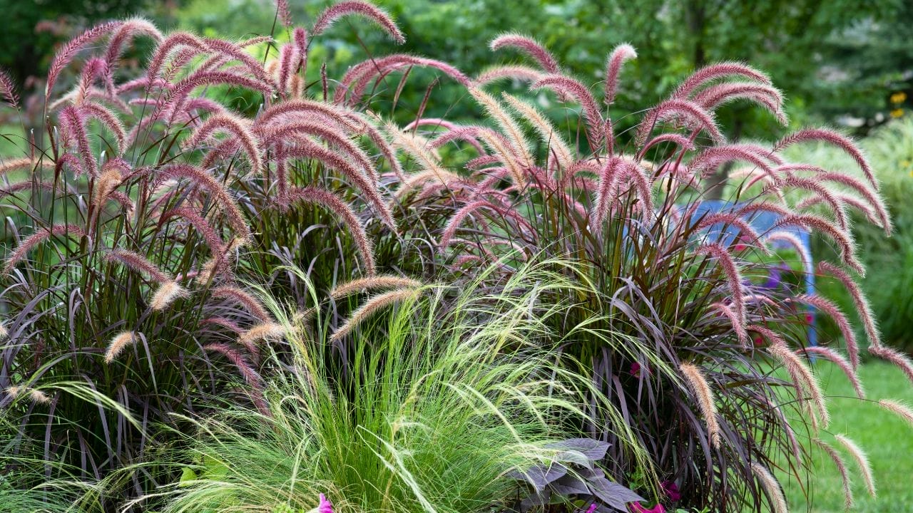 No Fence Needed: 12 Tall Ornamental Grasses for Perfect Privacy