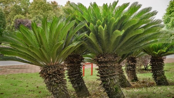 Small, Drought-Tolerant Trees: 15 Non-Invasive Picks for Your Yard