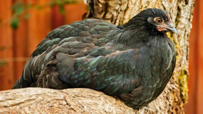 10 of the Most Expensive Chicken Breeds in the World