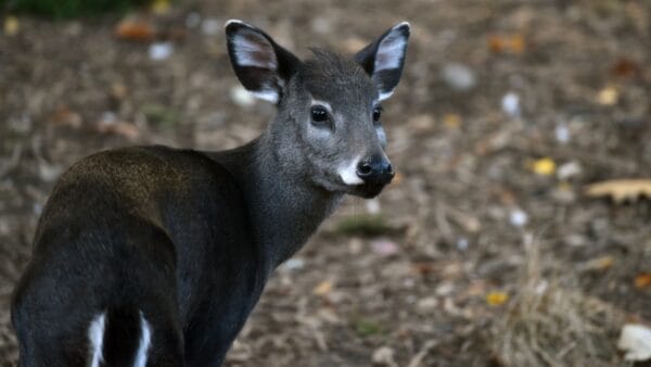 19 of the World's Weirdest Animals