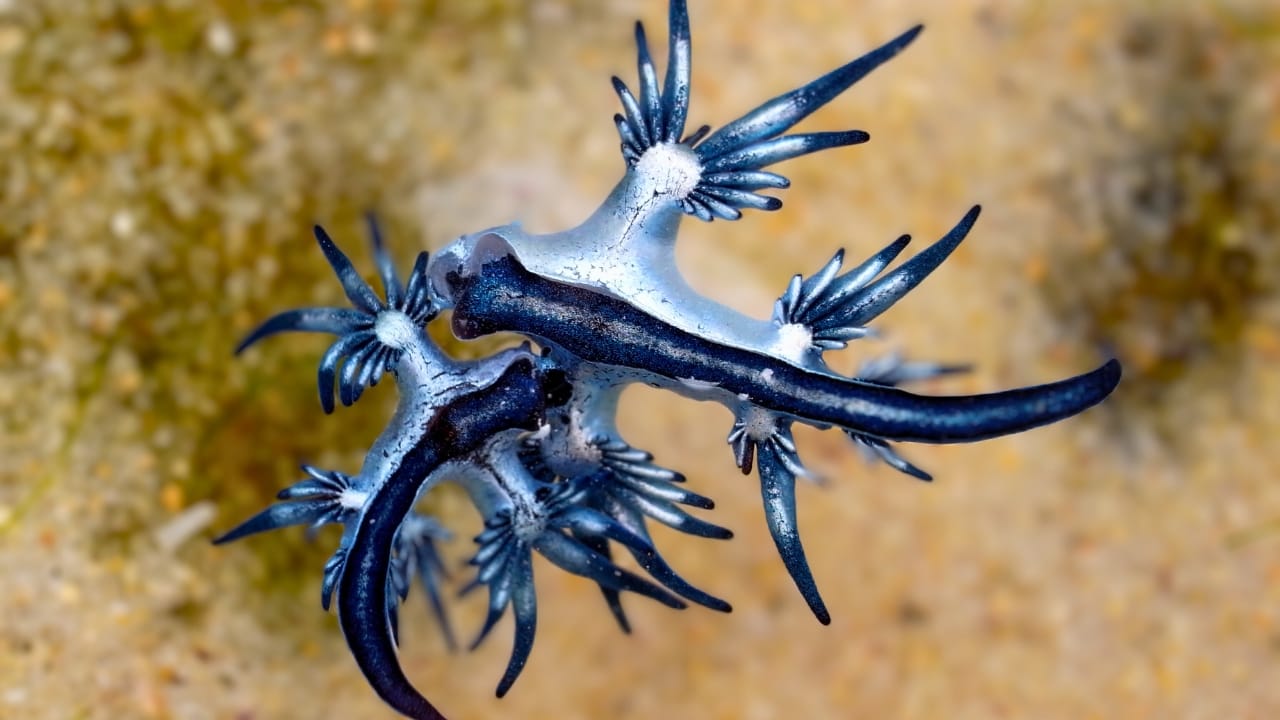 11 Breathtakingly Blue Beauties of the Animal Kingdom