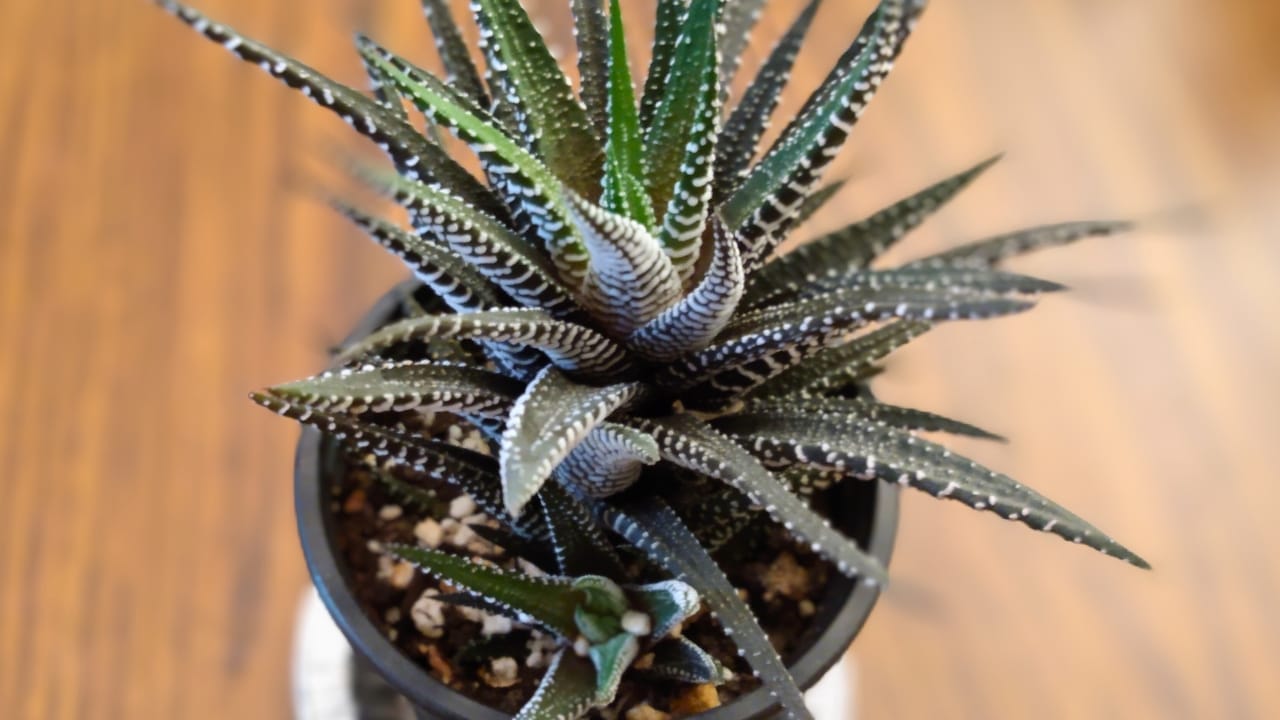 How to Grow & Care for Zebra Plants (Haworthiopsis attenuata)