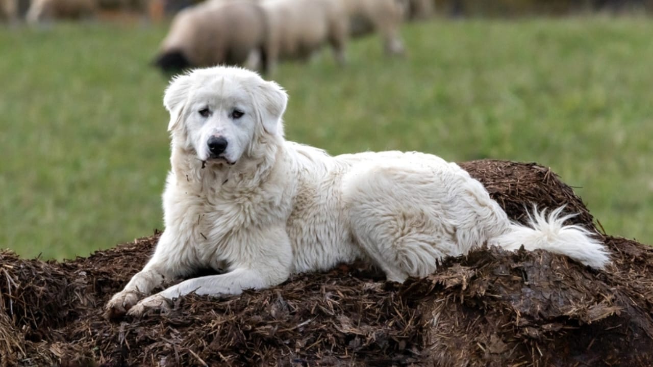 10 Best Farm Dog Breeds: From Herding to Guarding
