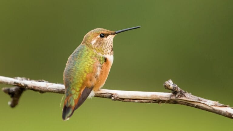 What Happens to Hummingbirds When They Stop Flying