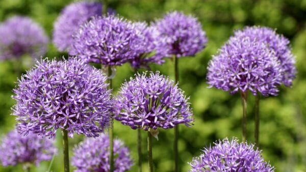 Ditch the Pesticides: 15 Natural Pest-Repelling Plants for a Thriving ...