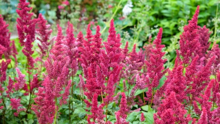 15 Garden Plants That Can Last a Lifetime